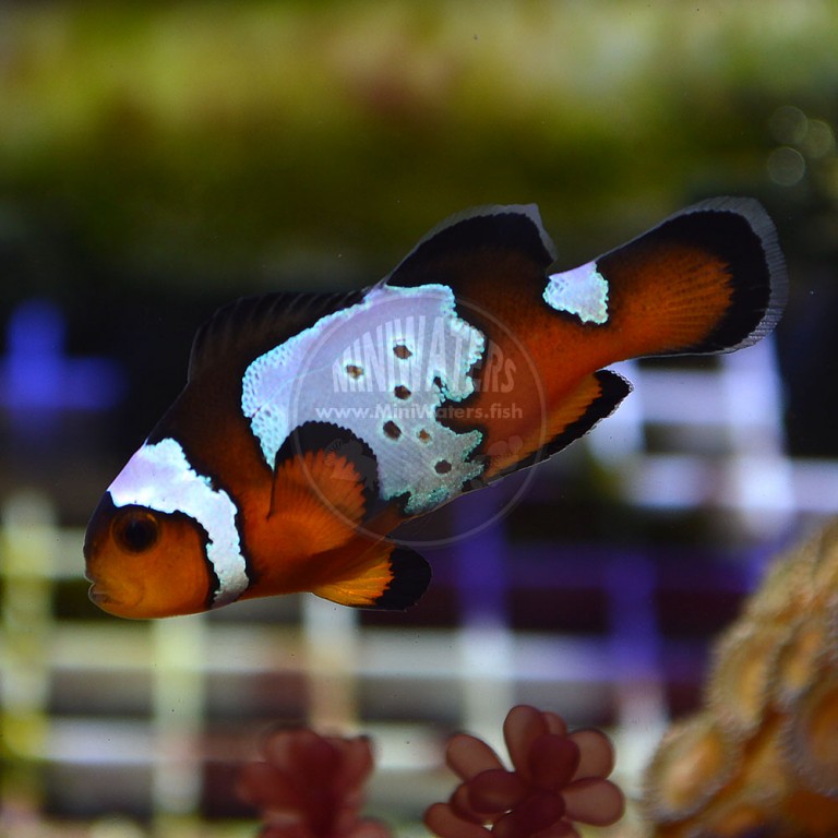 Amphiprion sebae "True Sebae" Clownfish, Captive Bred - Shop MiniWaters ...