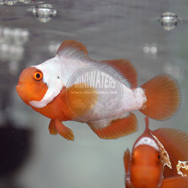 Premnas biaculeatus "Lightning Maroon" Clownfish, Ultra Grade - Shop ...