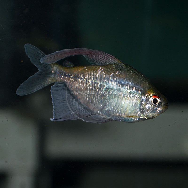 Moenkhausia pittieri "Diamond Tetra" - Shop MiniWaters.FISH - Online ...