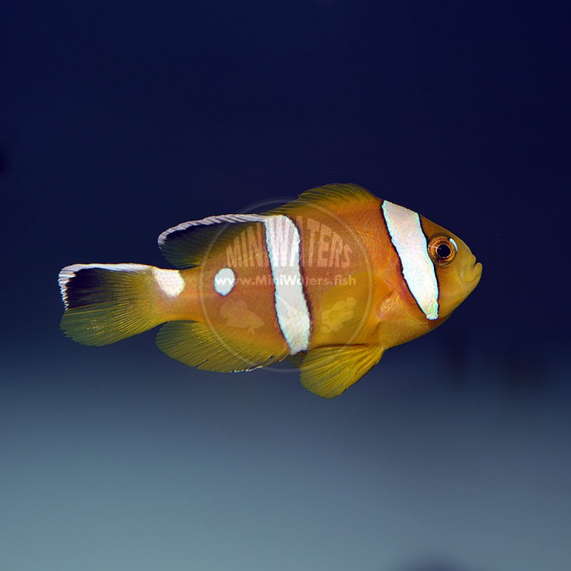 Amphiprion bicinctus "Spotcinctus" Clownfish - Shop MiniWaters.FISH ...