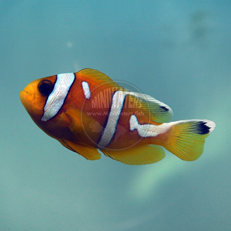 Amphiprion sebae "True Sebae" Clownfish, Captive Bred - Shop MiniWaters ...