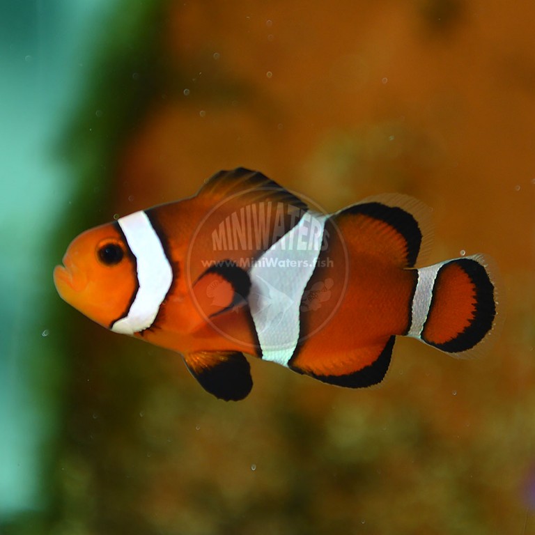 Amphiprion sebae "True Sebae" Clownfish, Captive Bred - Shop MiniWaters ...