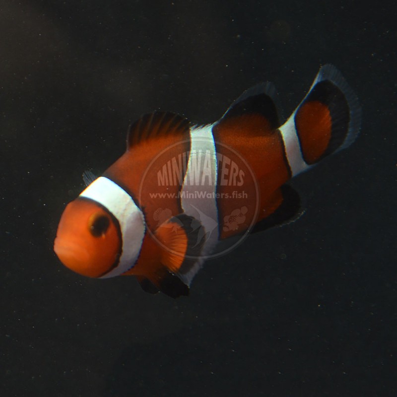 Amphiprion ocellaris "Fancy Ocellaris" Clownfish - Shop MiniWaters.FISH ...