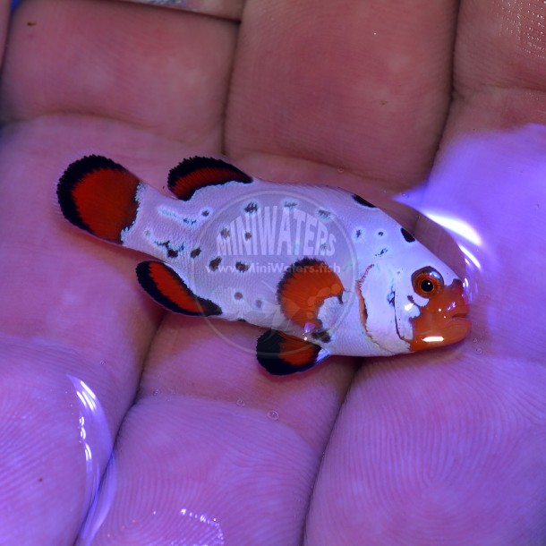 Amphiprion ocellaris "Frostbite" Clownfish, Subzero or Premium grade ...