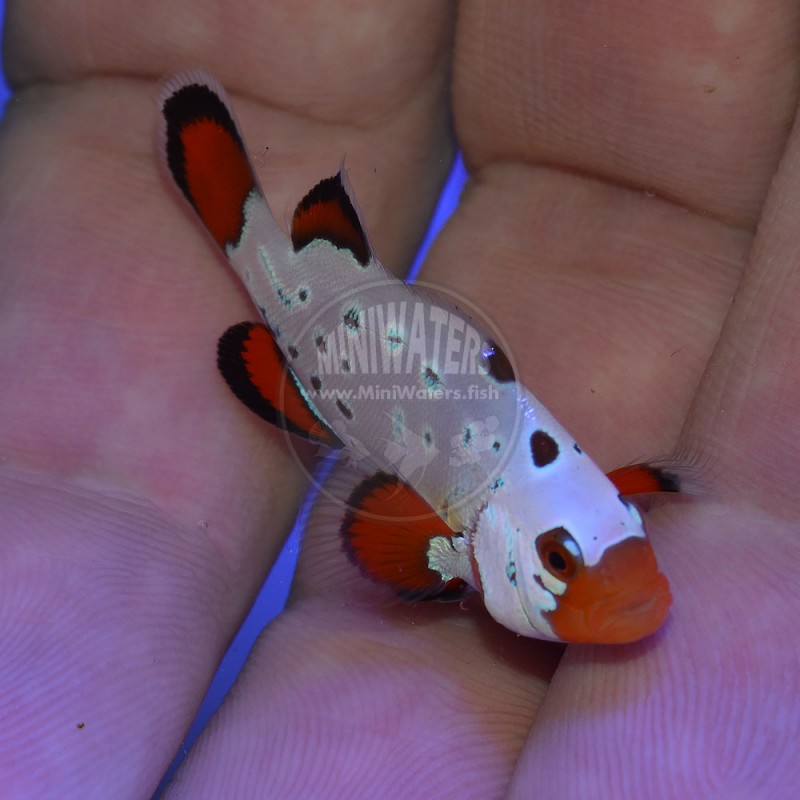 Amphiprion ocellaris "Frostbite" Clownfish, Subzero or Premium grade ...