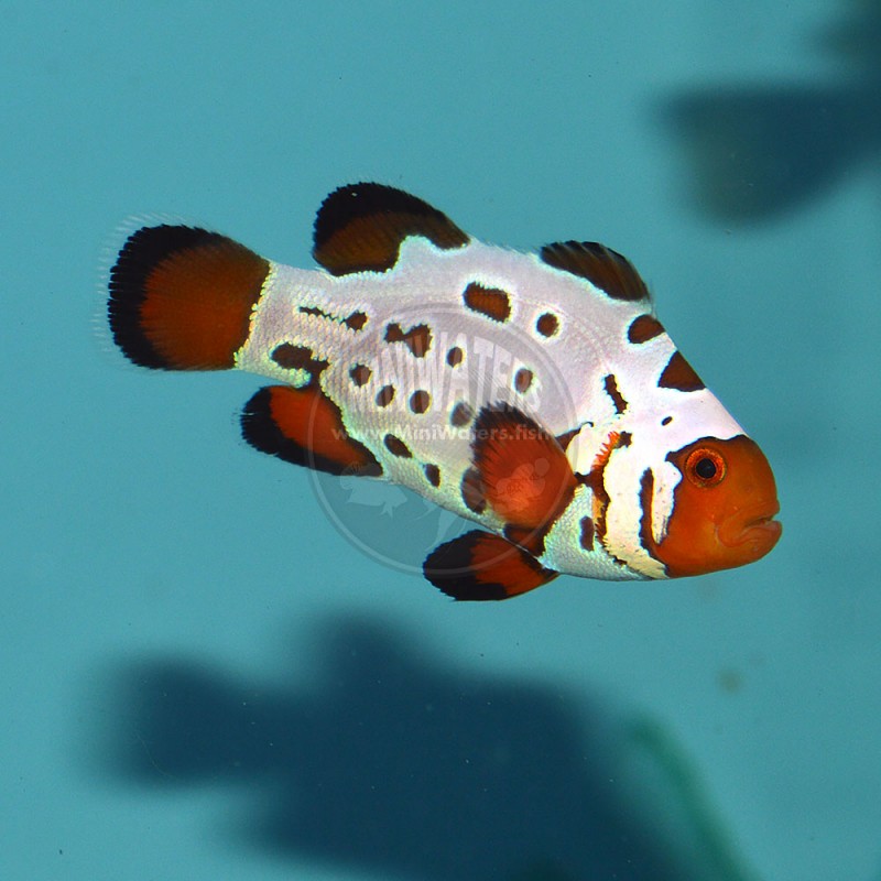 Amphiprion ocellaris "Frostbite" Clownfish, Subzero or Premium grade ...