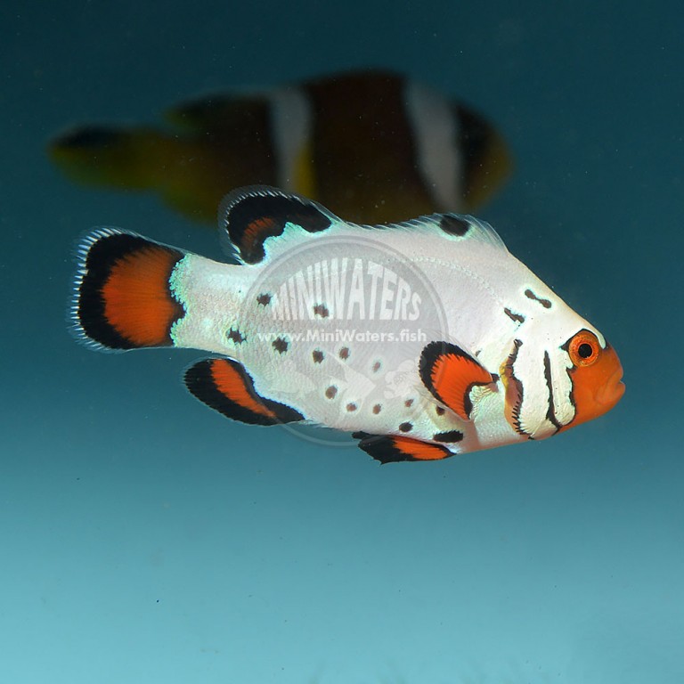 Amphiprion ocellaris "Frostbite" Clownfish, Subzero or Premium grade ...