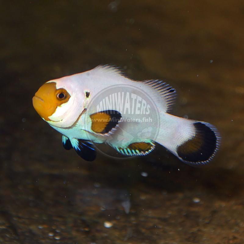 Amphiprion ocellaris "Wyoming White" Clownfish - Shop MiniWaters.FISH ...