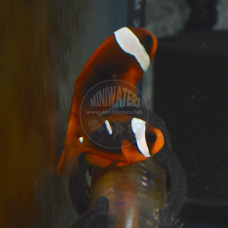 Amphiprion rubrocinctus "Darwin" - Ruby Clownfish - Shop MiniWaters ...