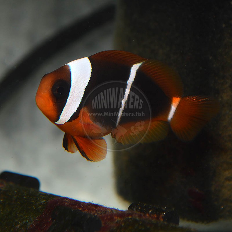 Amphiprion rubrocinctus "Darwin" - Ruby Clownfish - Shop MiniWaters ...