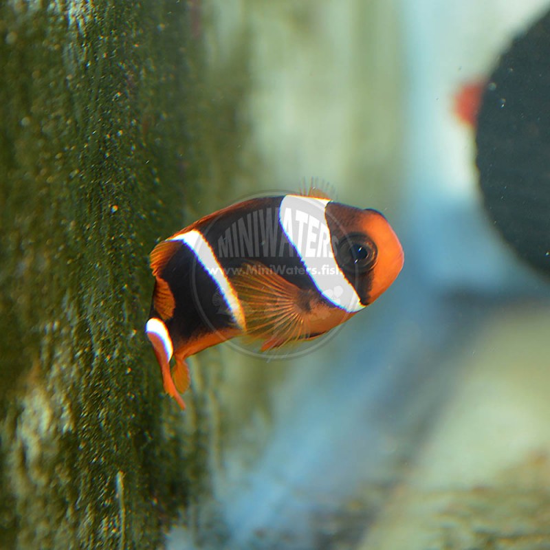 Amphiprion rubrocinctus "Darwin" - Ruby Clownfish - Shop MiniWaters ...