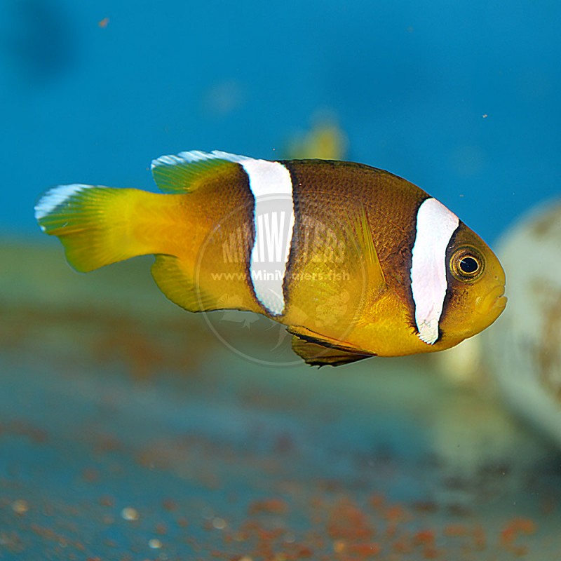 Amphiprion sebae "True Sebae" Clownfish, Captive Bred - Shop MiniWaters ...