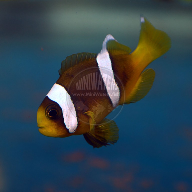 Amphiprion sebae "True Sebae" Clownfish, Captive Bred - Shop MiniWaters ...