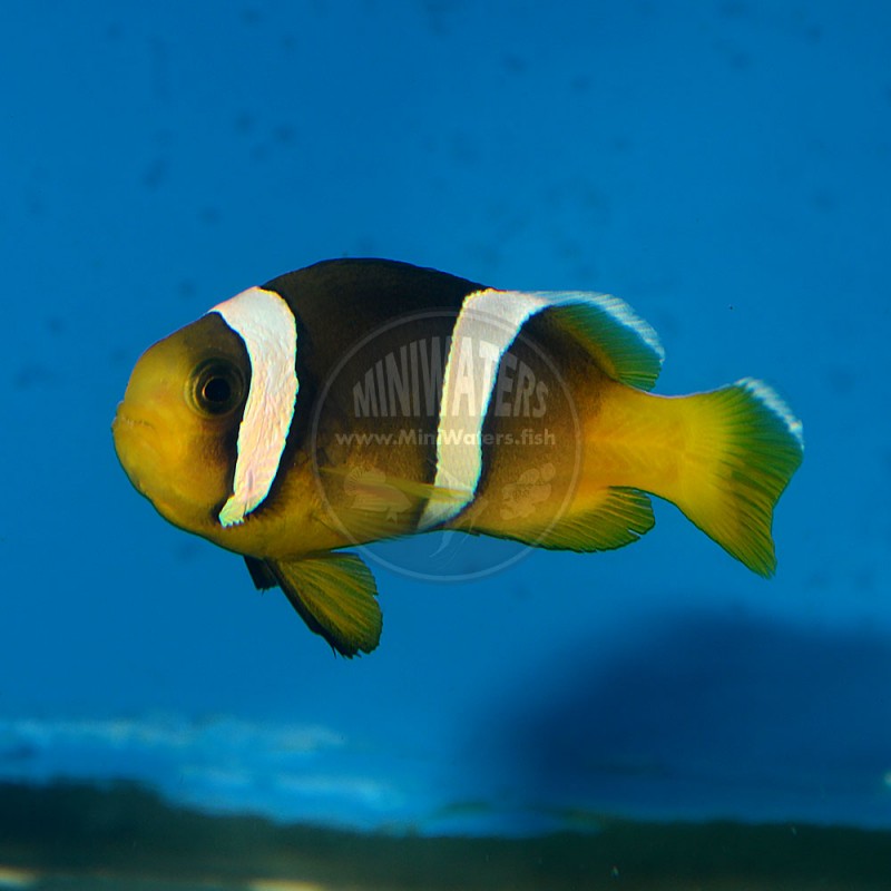 Amphiprion sebae "True Sebae" Clownfish, Captive Bred - Shop MiniWaters ...
