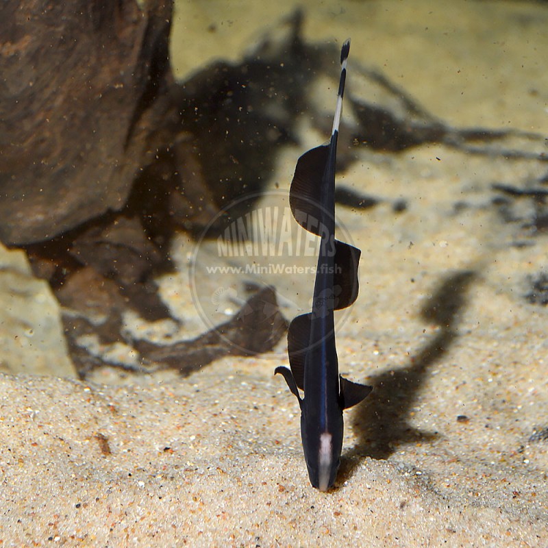 Apteronotus albifrons "Black Ghost Knifefish", Captive Bred - Shop MiniWaters.FISH - Online ...