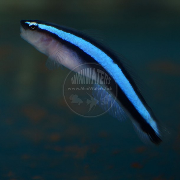 Elacatinus oceanops "Neon Goby", Captive Bred - Shop MiniWaters.FISH ...