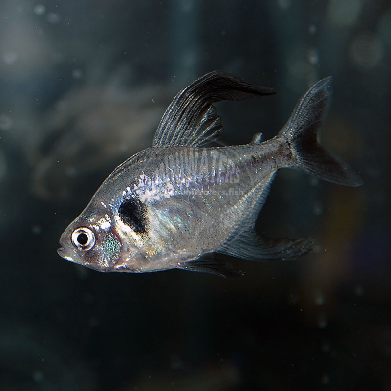Hyphessobrycon megalopterus "Black Phantom Tetra" - Shop MiniWaters ...
