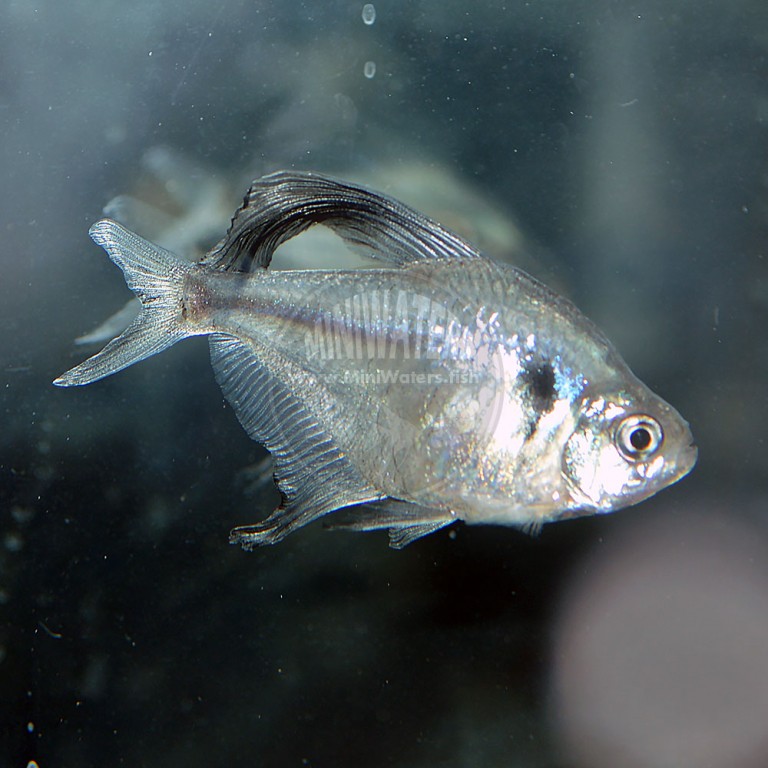 Hyphessobrycon elachys "Veilfin Tetra" - Shop MiniWaters.FISH - Online ...