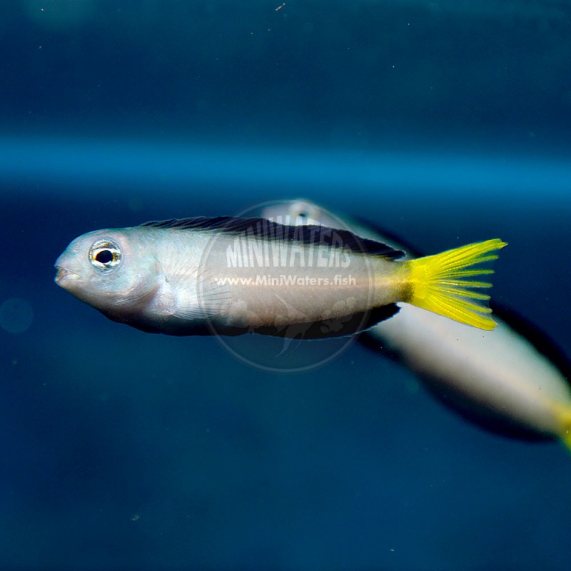 Meiacanthus kamoharai "Kamohara Blenny", Captive Bred - Shop MiniWaters ...
