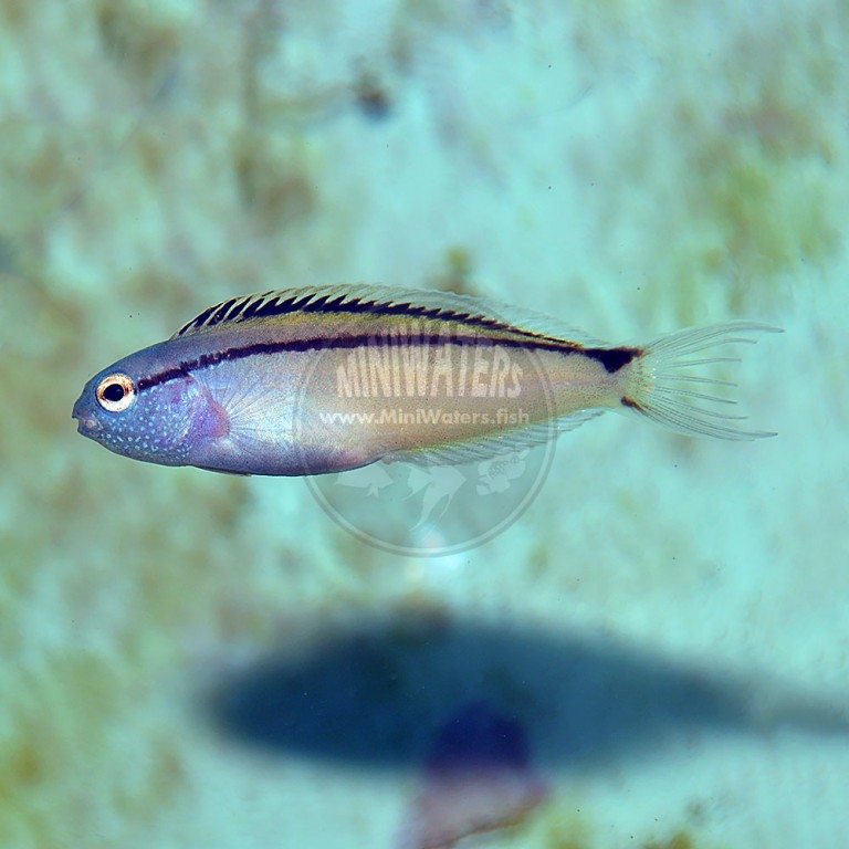 Meiacanthus oualanensis "Canary Blenny", Captive Bred - Shop MiniWaters ...