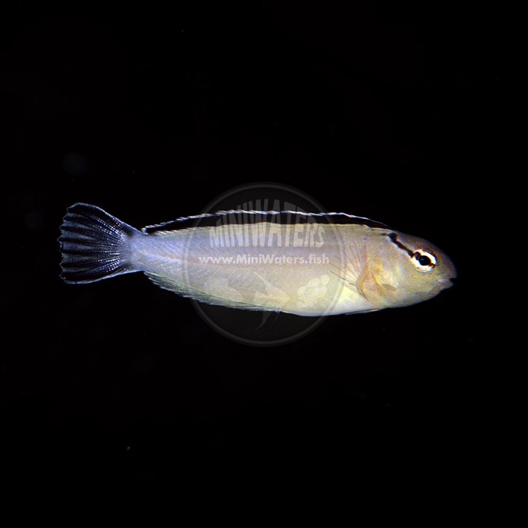 Meiacanthus oualanensis "Canary Blenny", Captive Bred - Shop MiniWaters ...