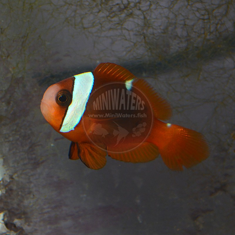 Amphiprion melanopus "New Caledonia Blue Stripe Cinnamon" Clownfish ...