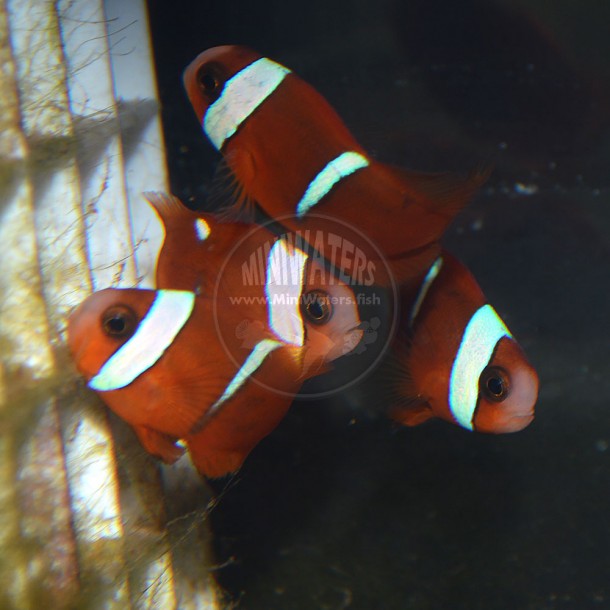 Amphiprion melanopus "New Caledonia Blue Stripe Cinnamon" Clownfish ...