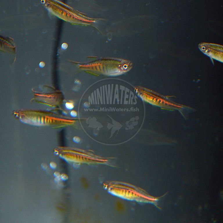 Devario sondhii "Fireline Danio" - Shop MiniWaters.FISH - Online ...