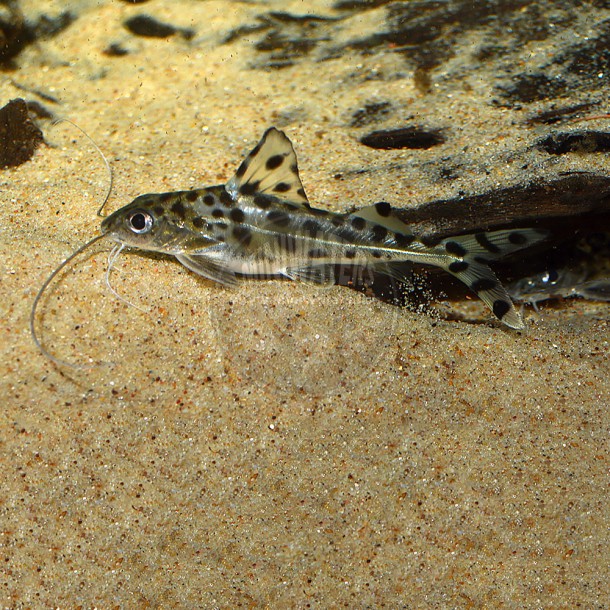 Corydoras schwartzi "Schwartz's Cory Catfish" - Shop MiniWaters.FISH ...