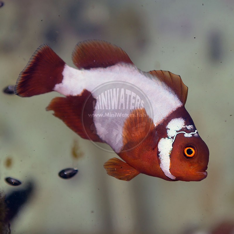Premnas biaculeatus "Lightning Maroon" Clownfish, Premium Grade ...