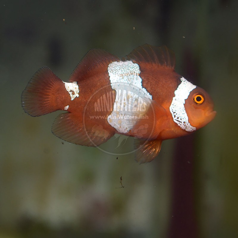 Premnas biaculeatus "Lightning Maroon" Clownfish, Standard Grade ...