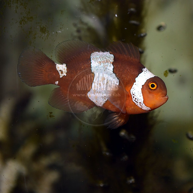 Premnas biaculeatus "Lightning Maroon" Clownfish, Standard Grade ...