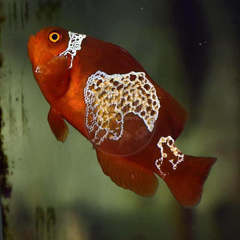 Premnas biaculeatus "Lightning Maroon" Clownfish, Standard Grade ...