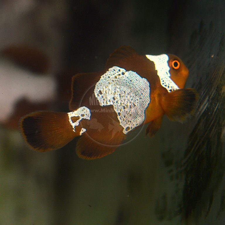 Premnas biaculeatus "Lightning Maroon Clownfish, Ultra Grade, WYSIWYG ...