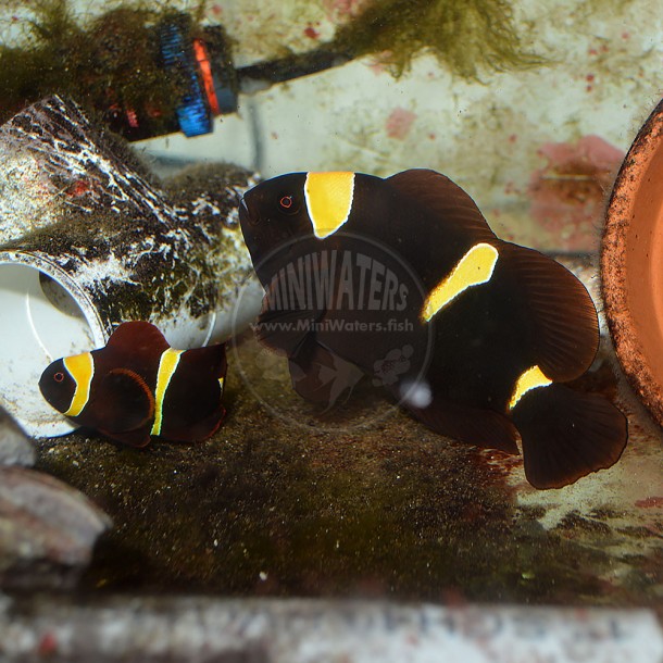 Premnas biaculeatus "Lightning Maroon Clownfish", Ultra Grade, Bonded ...