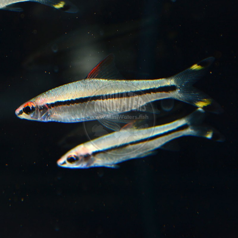 Sahyadria denisonii "Roseline Shark" aka. Denison Barb (captive-bred ...