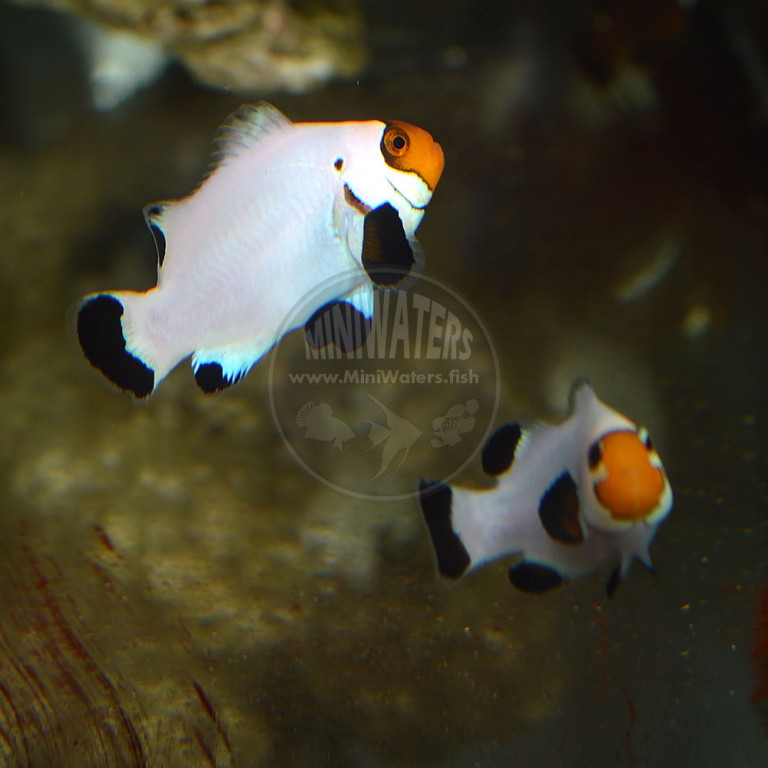 Amphiprion ocellaris "Wyoming White" Clownfish, Pearl Eye Male, Bonded ...