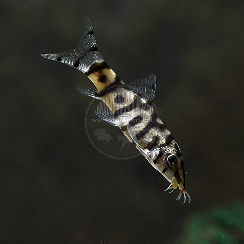 Botia lohachata "Yo Yo Loach" - Shop MiniWaters.FISH - Online Aquarium ...