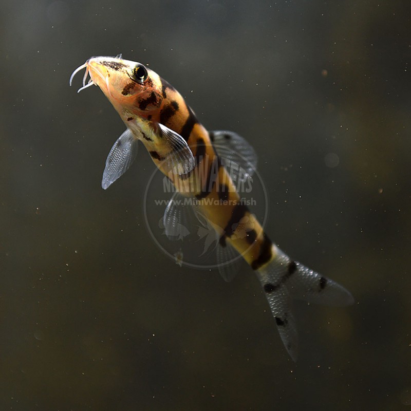 Botia lohachata "Yo Yo Loach" - Shop MiniWaters.FISH - Online Aquarium ...