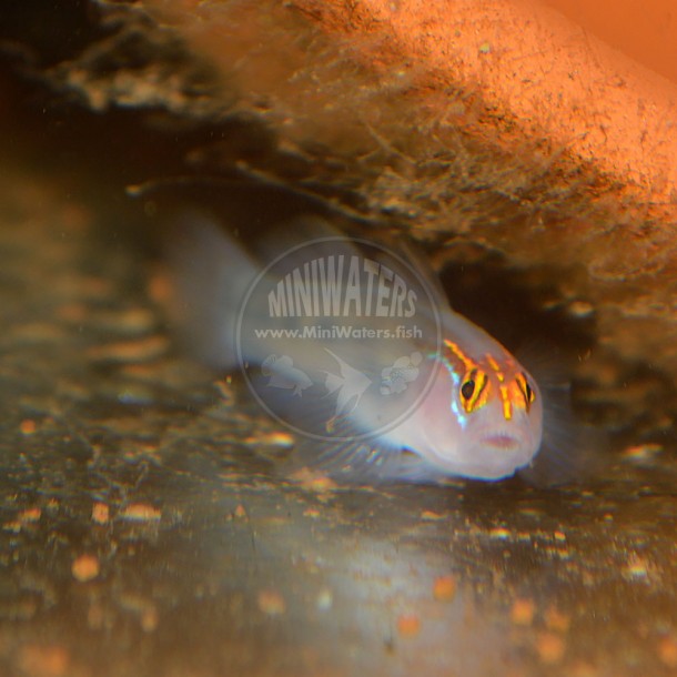 Gobiesox punctulatus "Stippled Clingfish" - Shop MiniWaters.FISH ...