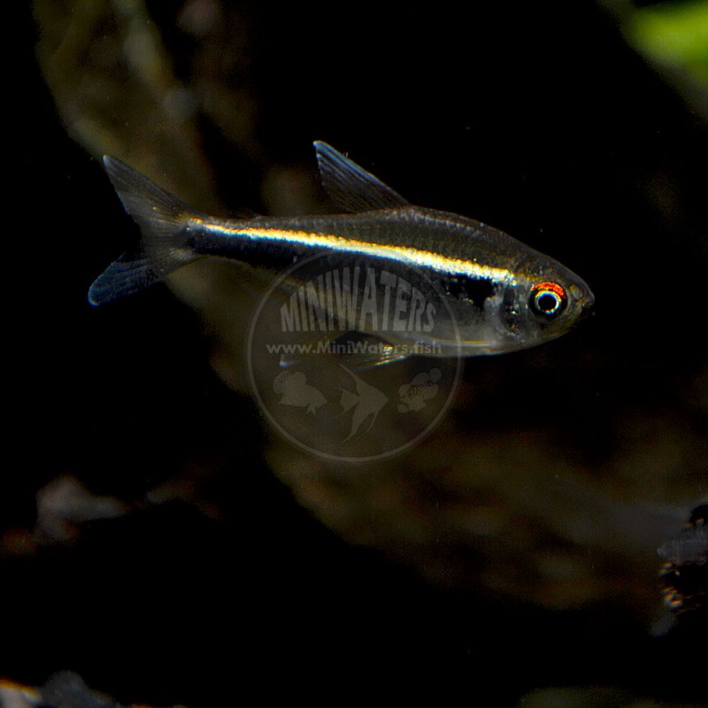 Hyphessobrycon elachys "Veilfin Tetra" - Shop MiniWaters.FISH - Online ...