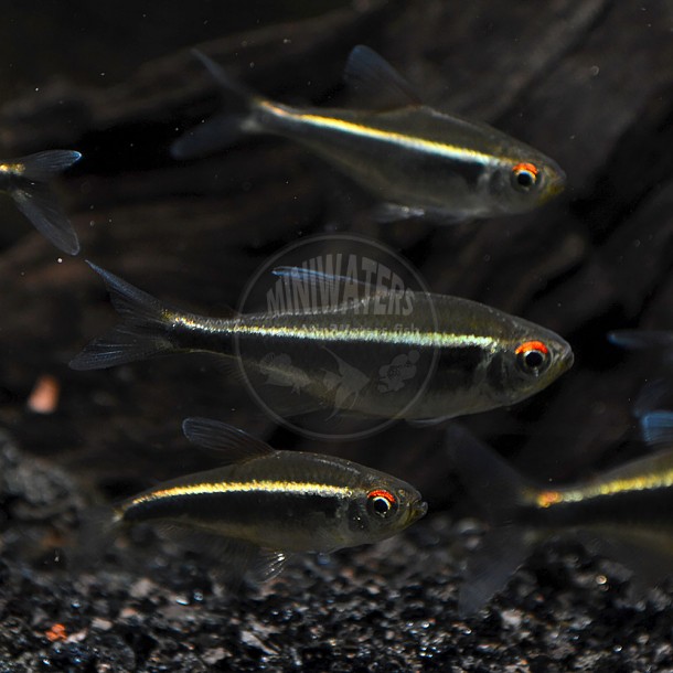 Hyphessobrycon elachys "Veilfin Tetra" - Shop MiniWaters.FISH - Online ...
