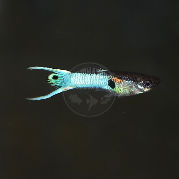 Poecilia wingei "Campoma Blue Star Endler" N-Class - Shop MiniWaters ...