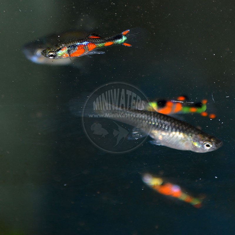 Poecilia wingei "Red Chest Endler" N-Class - Shop MiniWaters.FISH ...