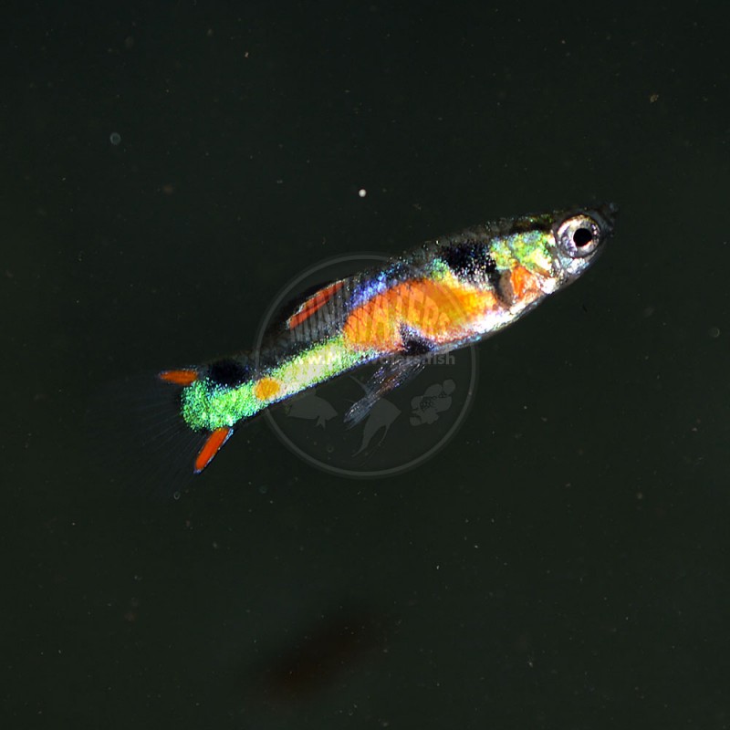 Poecilia wingei "Red Chest Endler" N-Class - Shop MiniWaters.FISH ...