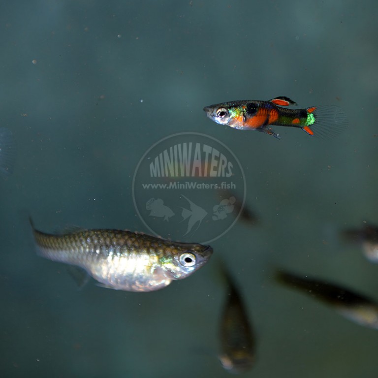 Poecilia wingei "Red Chest Endler" N-Class - Shop MiniWaters.FISH ...