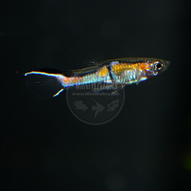 Poecilia wingei "Campoma Blue Star Endler" N-Class - Shop MiniWaters ...