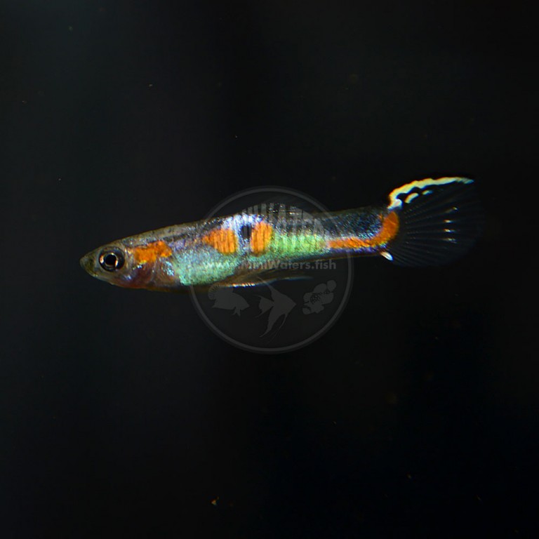 Poecilia wingei "Campoma Blue Star Endler" N-Class - Shop MiniWaters ...