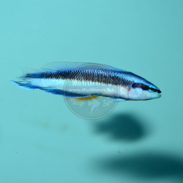 Pseudochromis springeri "Springer's Dottyback", Captive Bred - Shop MiniWaters.FISH - Online ...