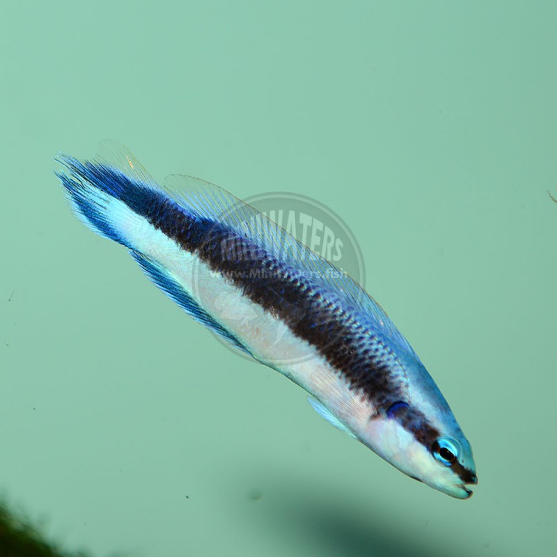 Pseudochromis fridmani "Orchid Dottyback", Captive Bred - Shop ...